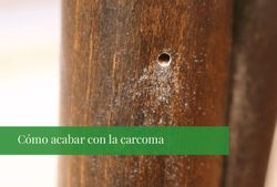 Cómo acabar con la carcoma — Rehabilitaweb